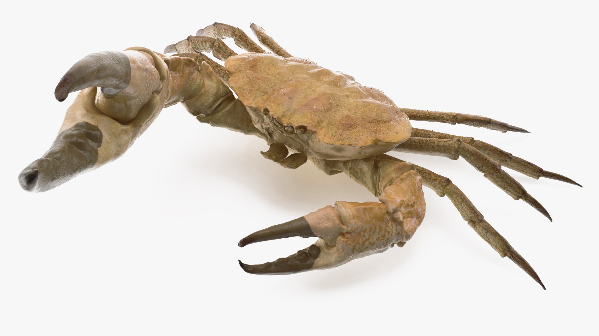 3D Deepwater Giant Crab Rigged Model - TurboSquid 2181444