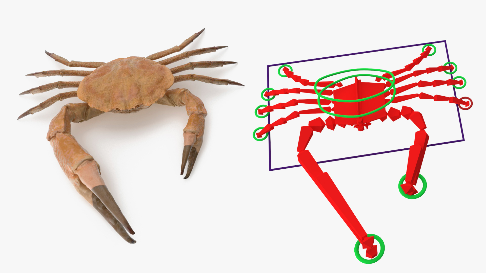3D Deepwater Giant Crab Rigged Model - TurboSquid 2181444