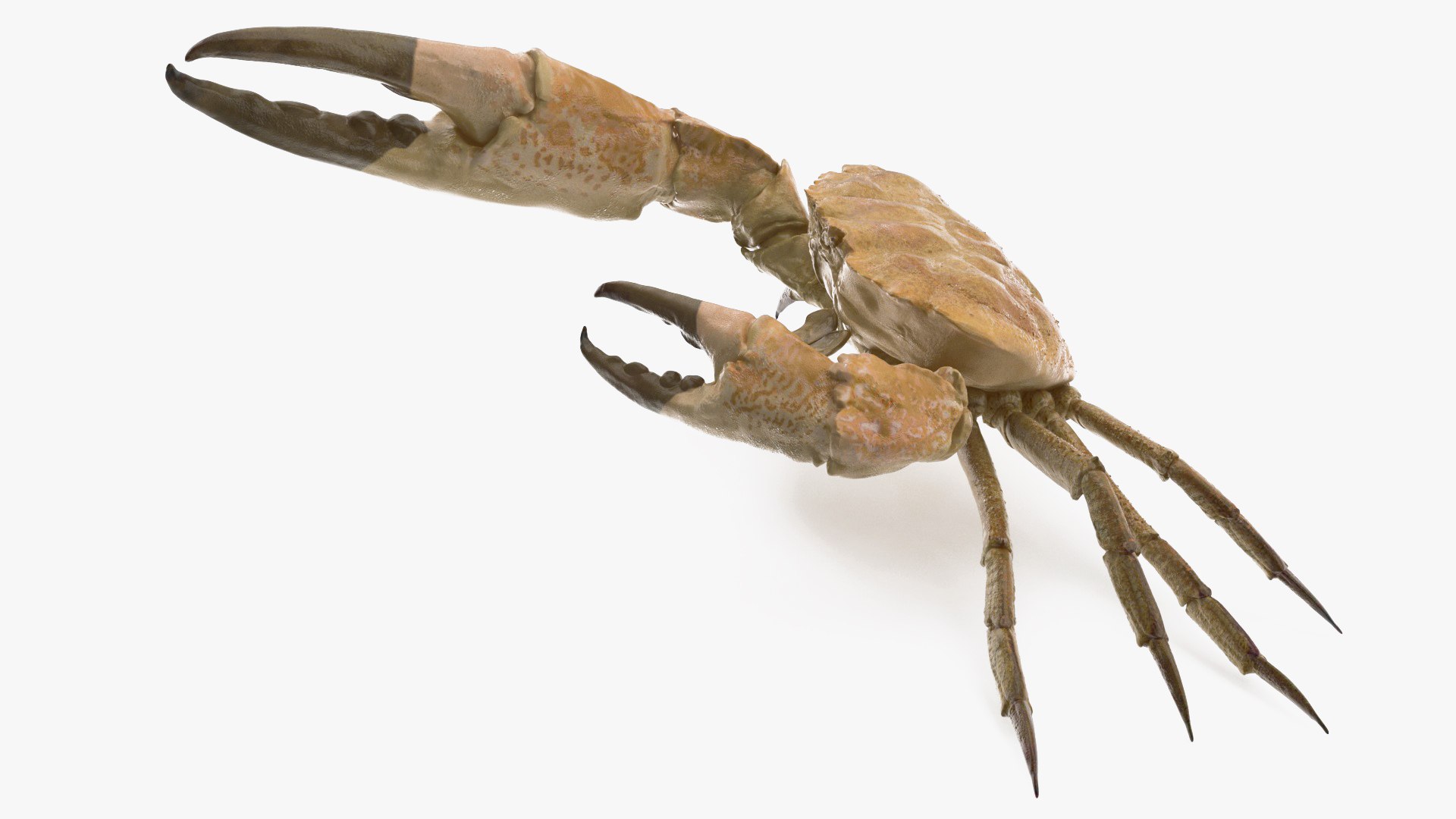 3D Deepwater Giant Crab Rigged Model - TurboSquid 2181444