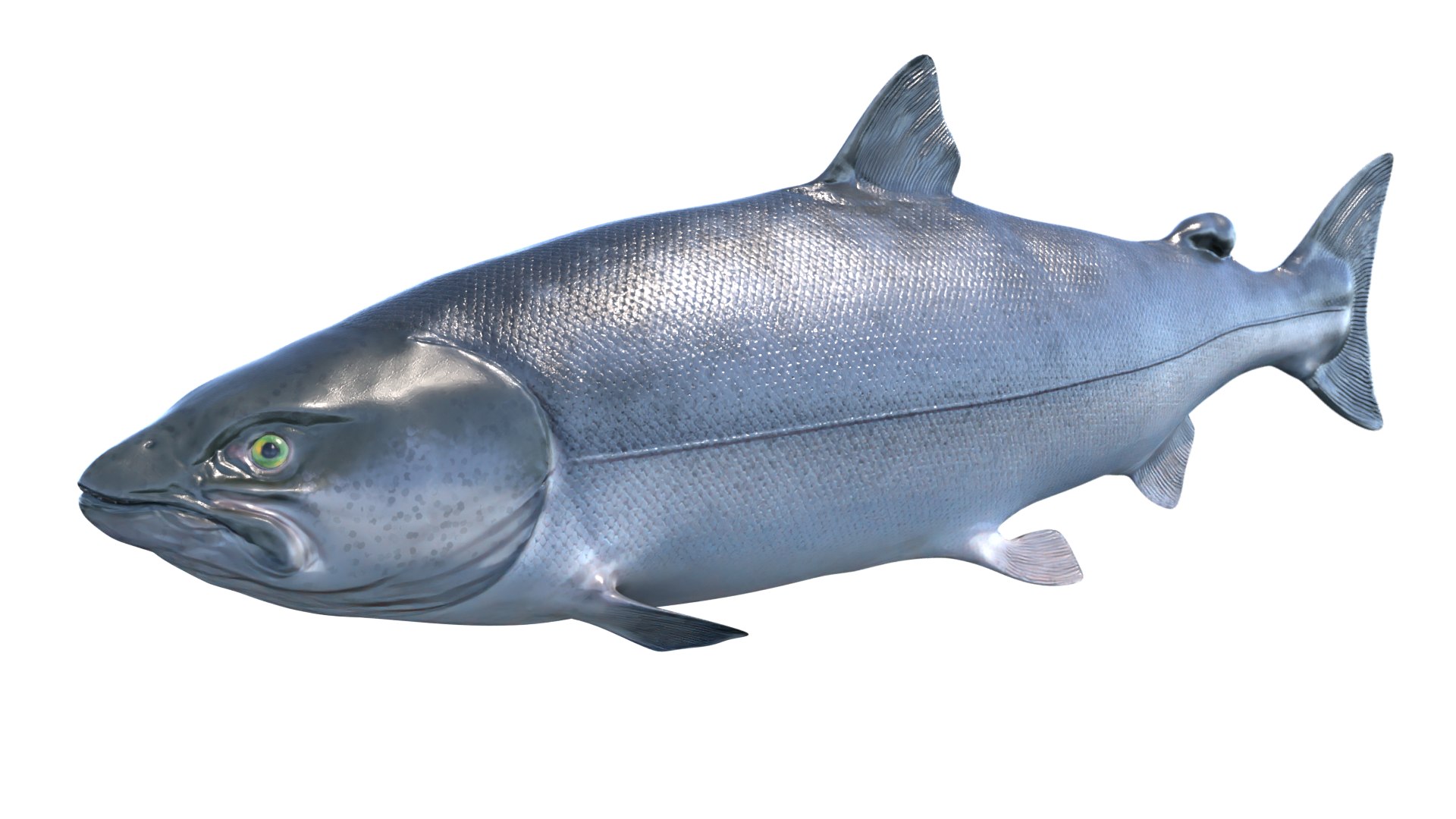 Rigged atlantic salmon model - TurboSquid 1648865