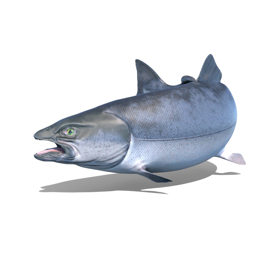 Rigged atlantic salmon model - TurboSquid 1648865