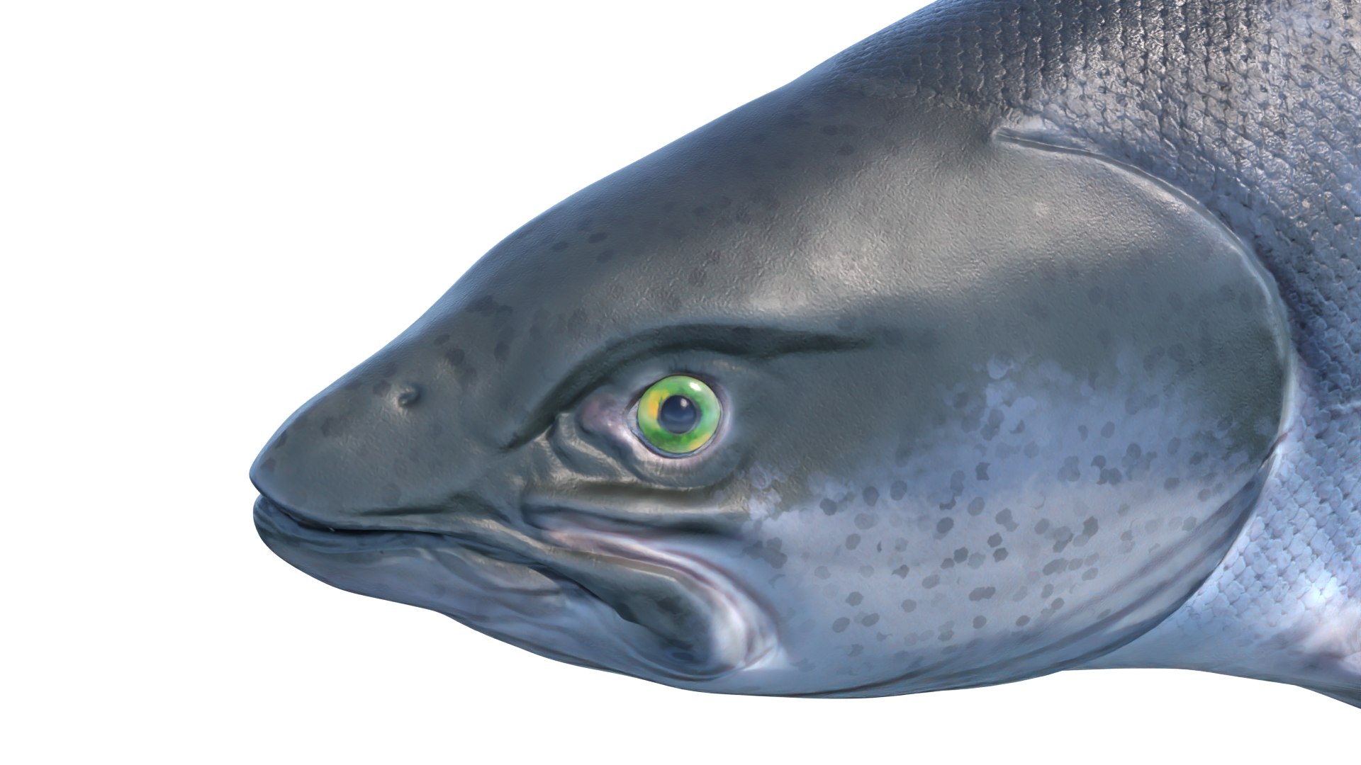 Rigged atlantic salmon model - TurboSquid 1648865