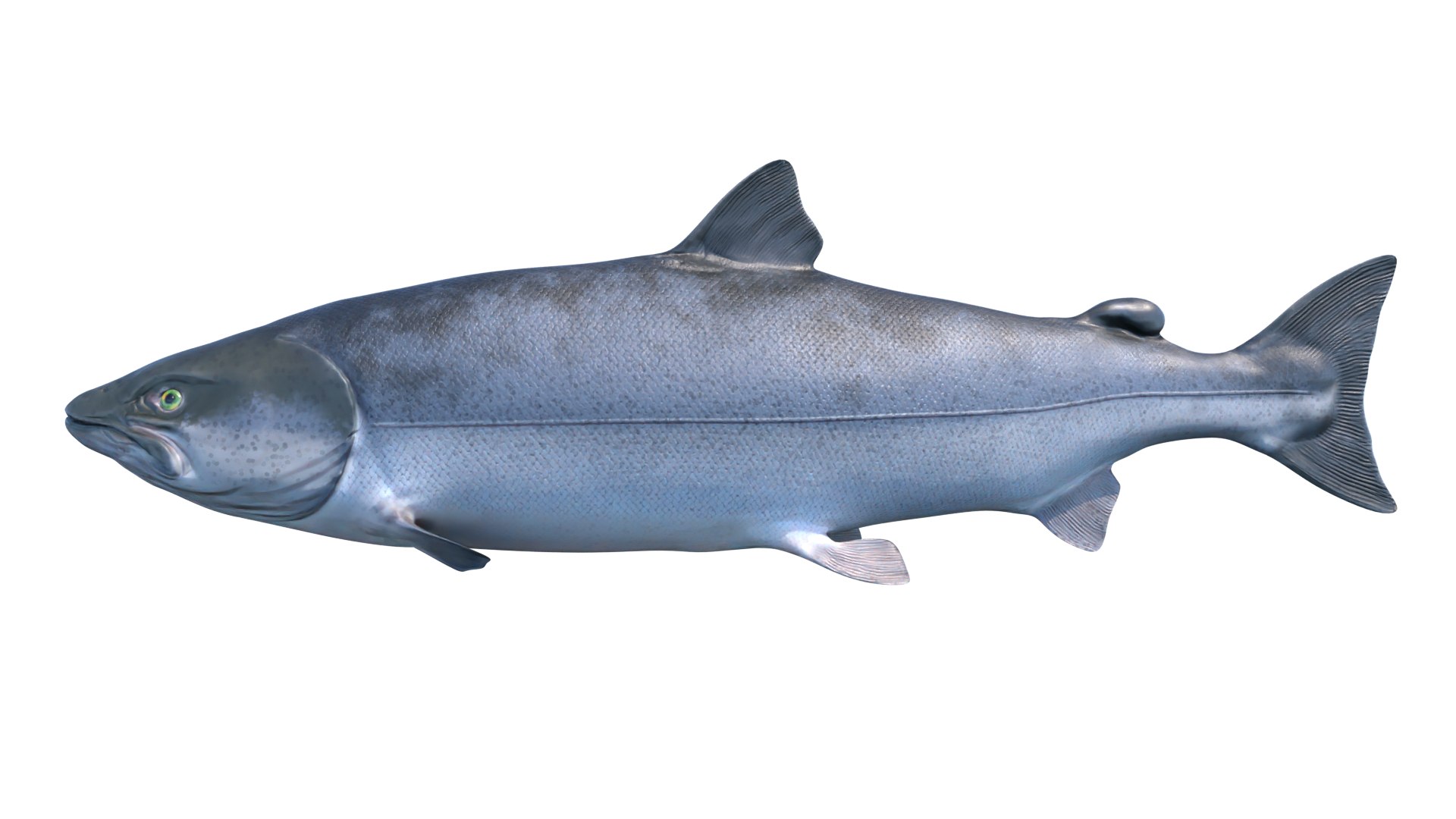 Rigged atlantic salmon model - TurboSquid 1648865