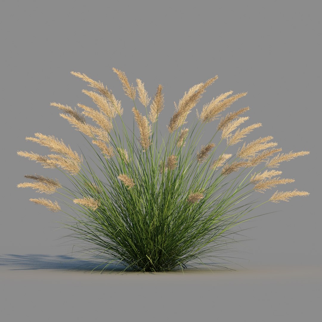 3D Silver Spike Grass Model - TurboSquid 1661867