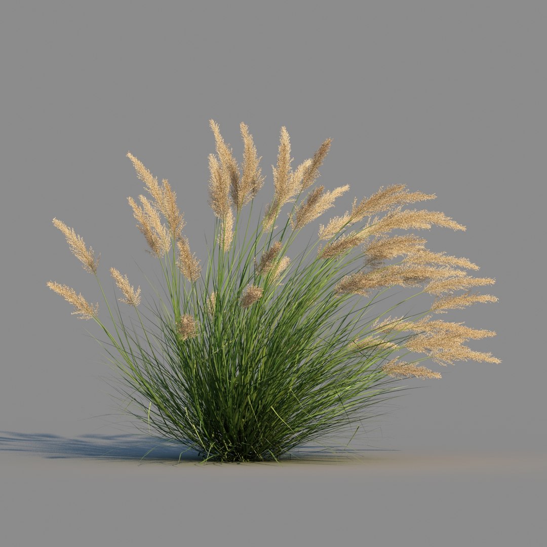 3D Silver Spike Grass Model - TurboSquid 1661867