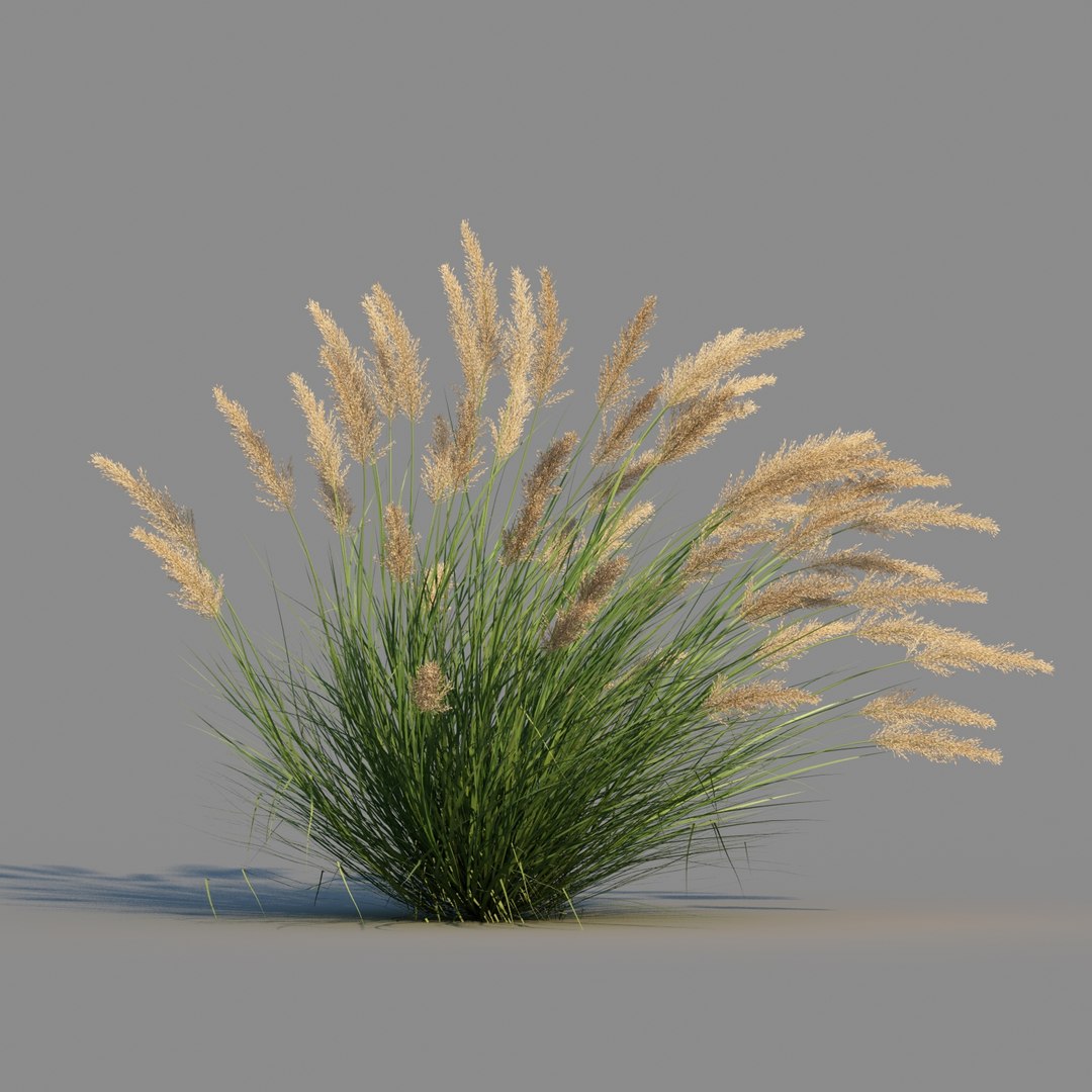 3D Silver Spike Grass Model - TurboSquid 1661867