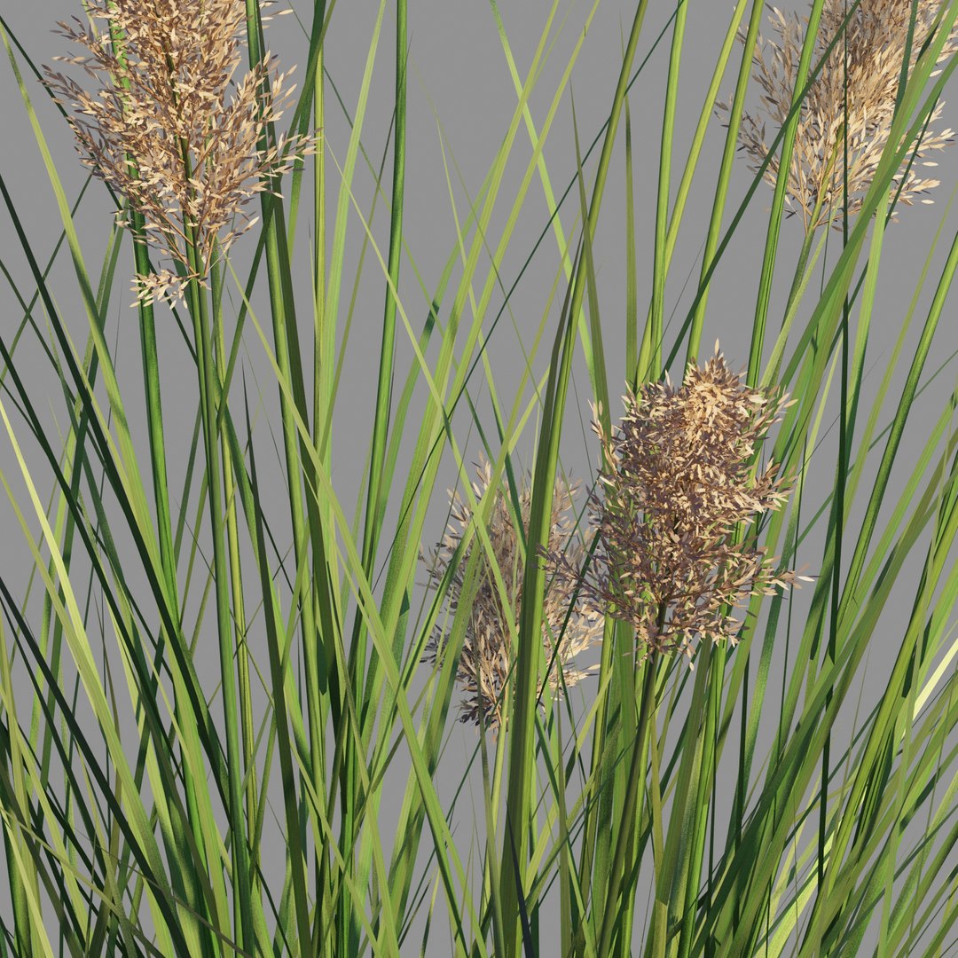 3D Silver Spike Grass Model - TurboSquid 1661867