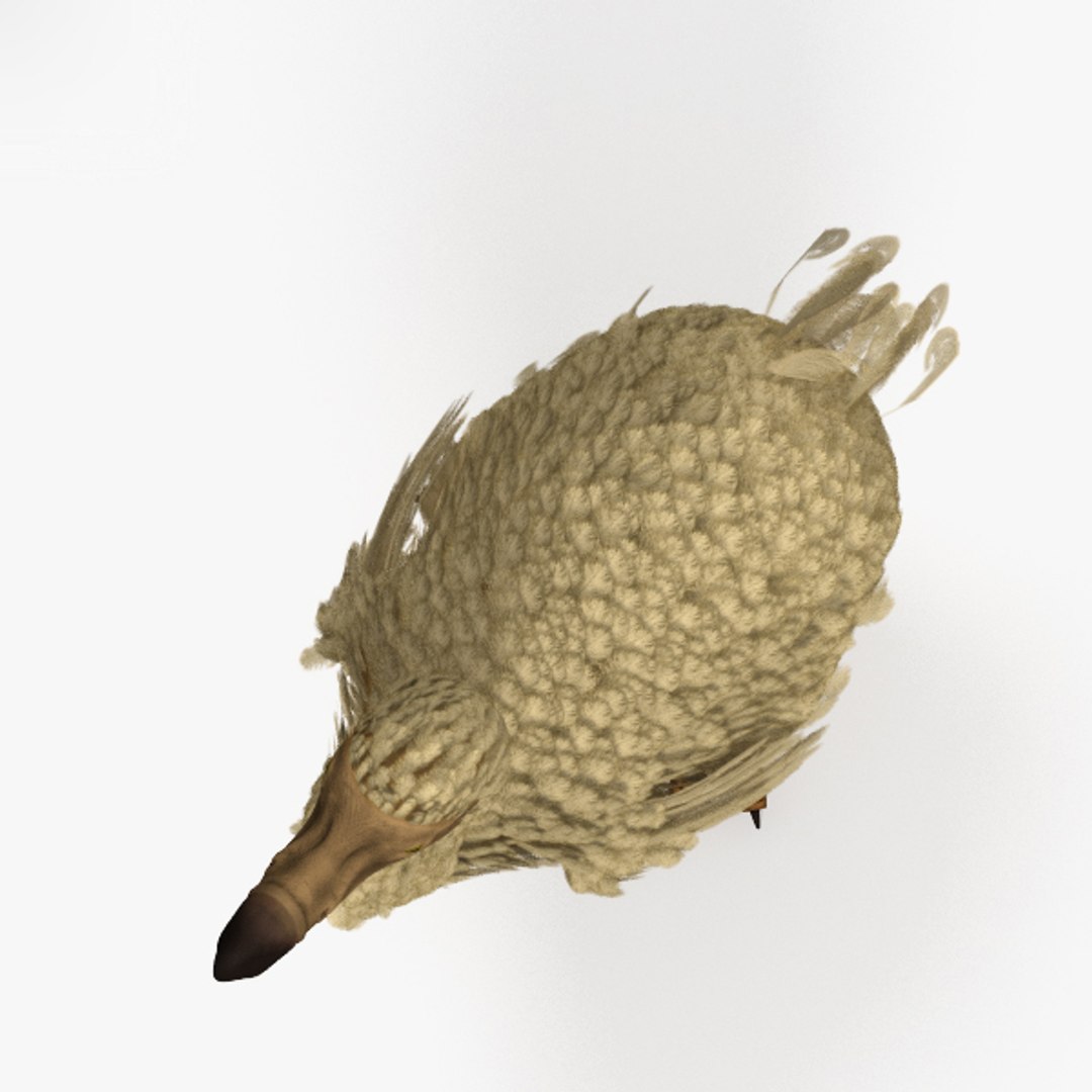 Dodo Bird Animal Model - TurboSquid 1350062