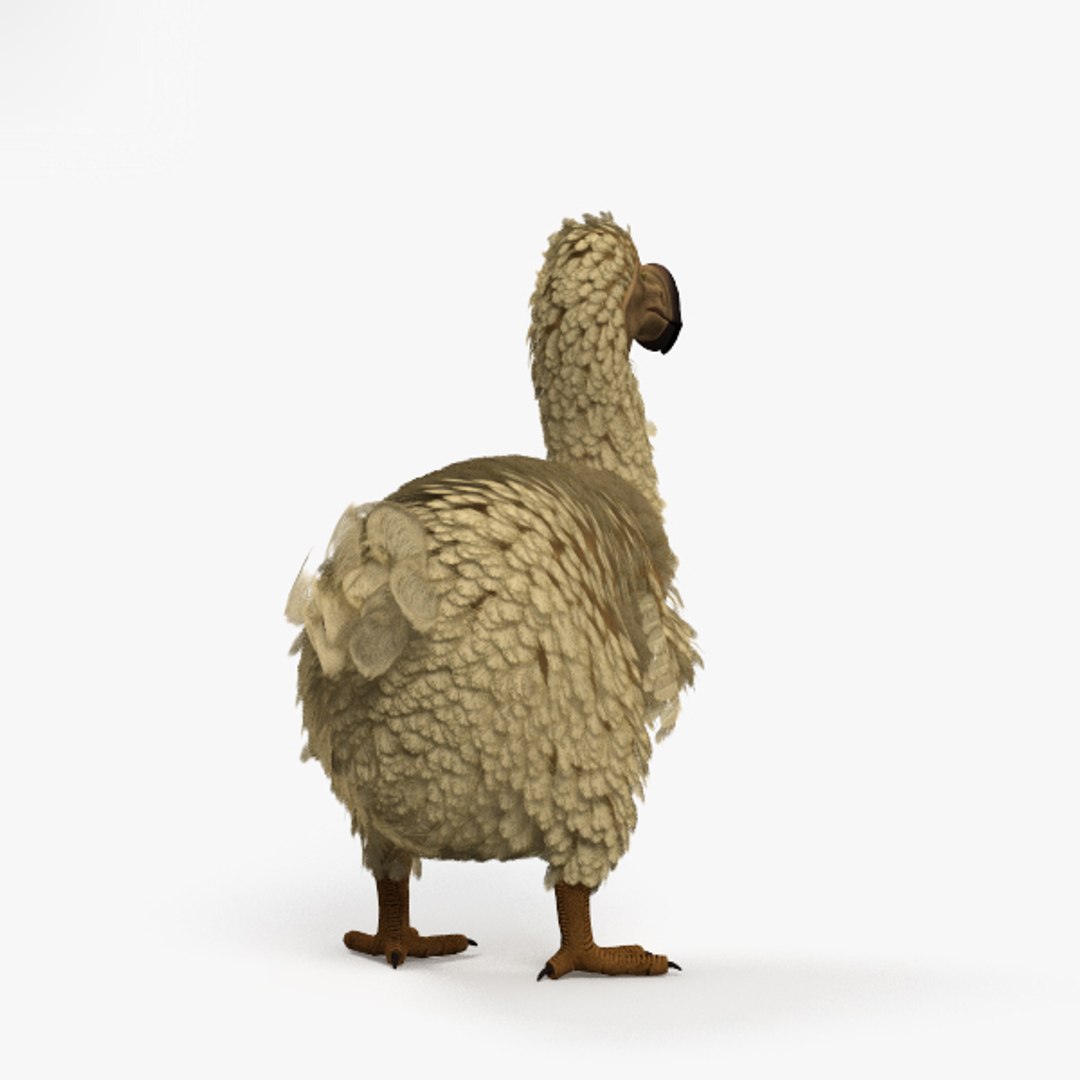 Dodo Bird Animal Model - TurboSquid 1350062