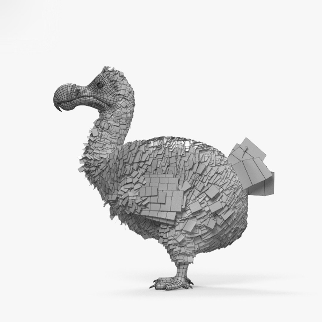 Dodo Bird Animal Model - TurboSquid 1350062