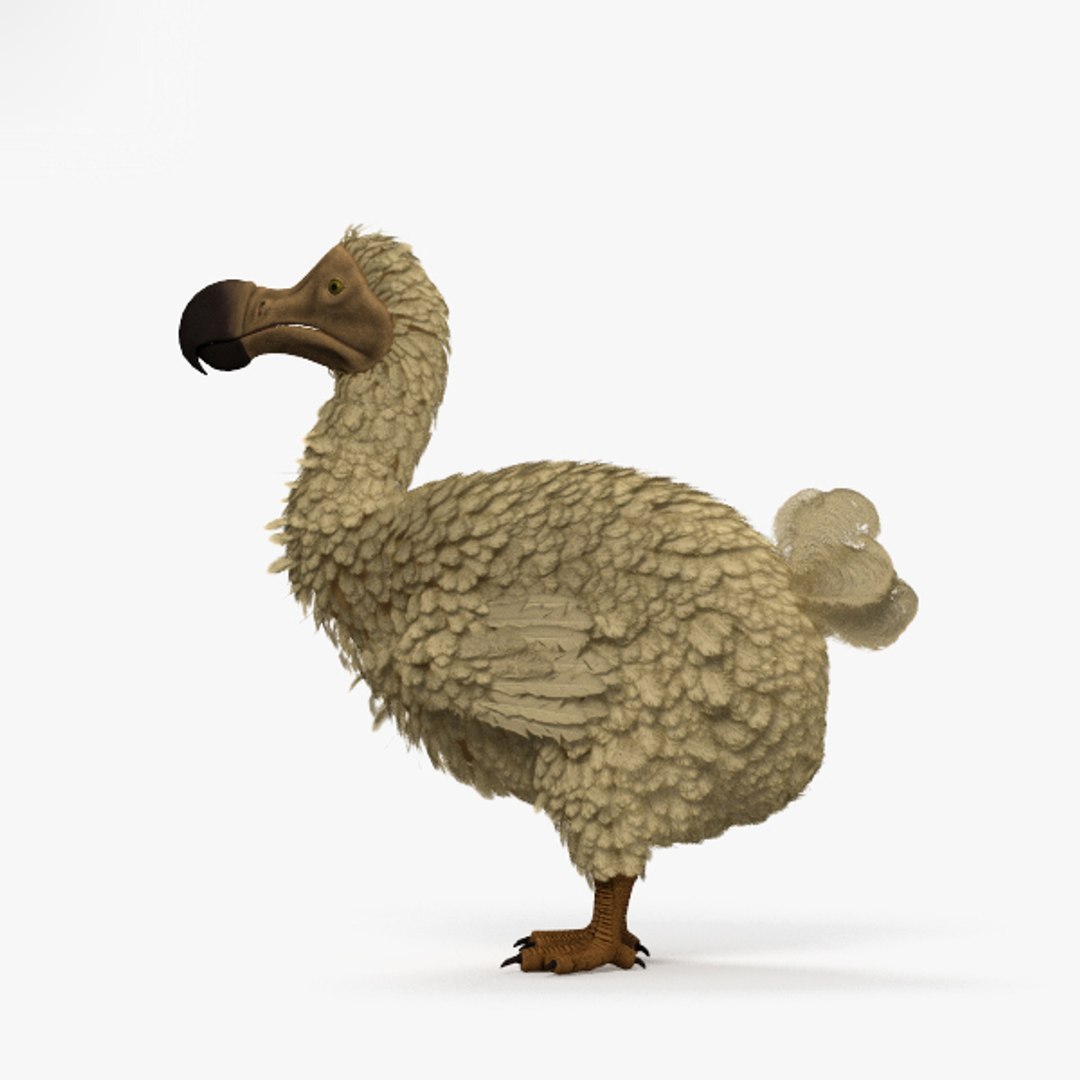 Dodo Bird Animal Model - TurboSquid 1350062