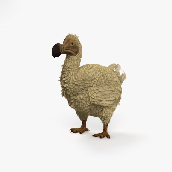 Dodo bird animal model - TurboSquid 1350062
