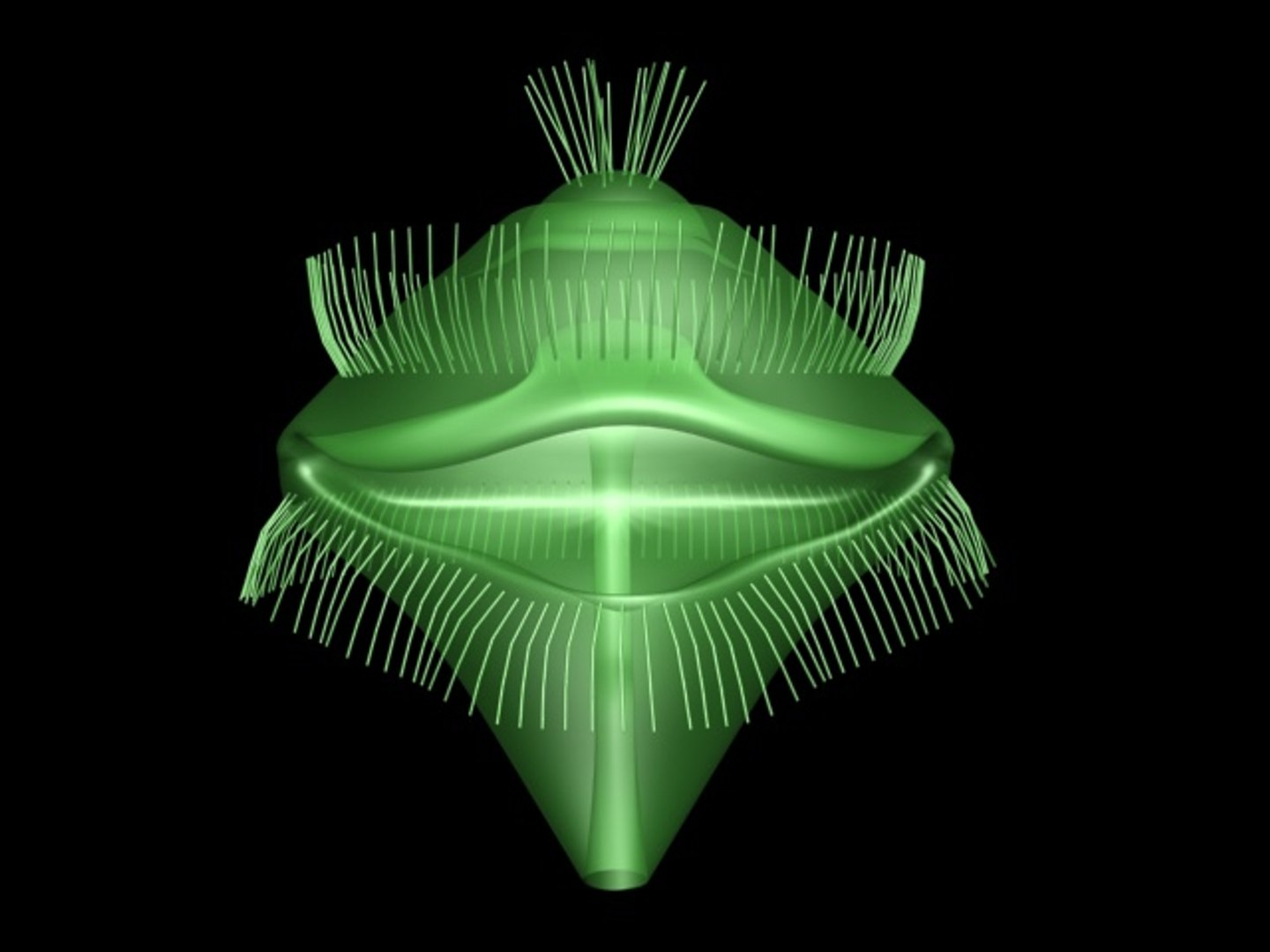 3d Trochophore
