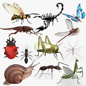 Invertebrate 3D Models for Download | TurboSquid