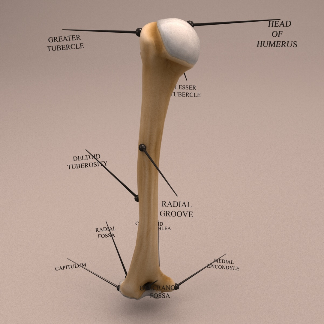 3ds Max Humerus Arm Bone Anatomy