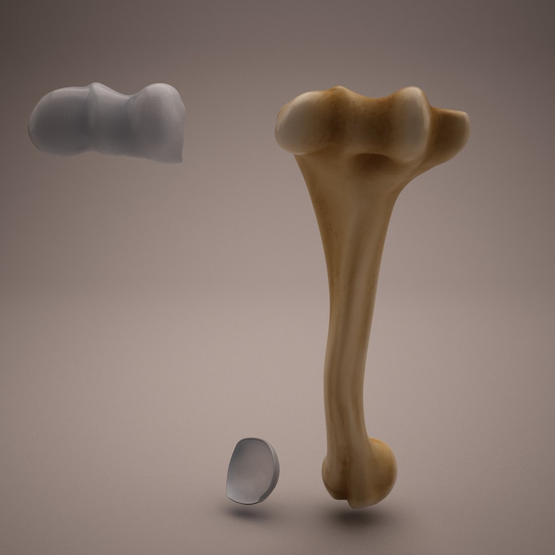 3ds Max Humerus Arm Bone Anatomy