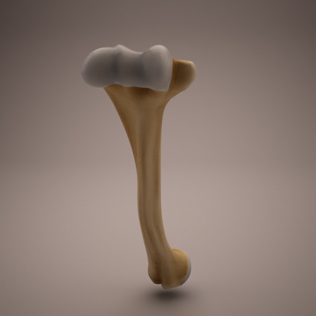 3ds Max Humerus Arm Bone Anatomy
