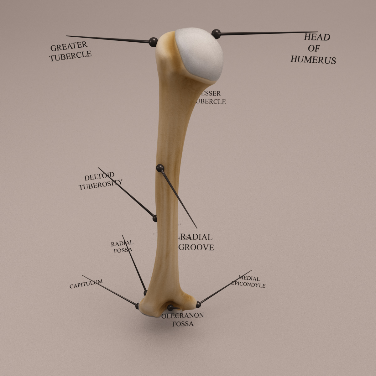 3ds max humerus arm bone anatomy