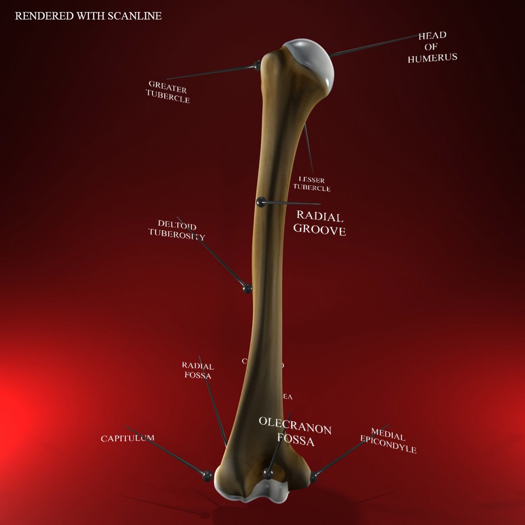 3ds Max Humerus Arm Bone Anatomy