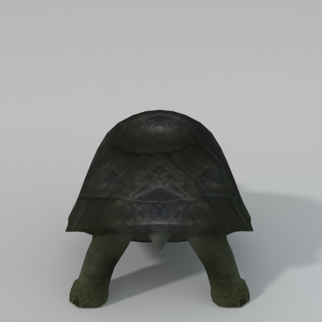 Tortoise 3D Model - TurboSquid 1318864