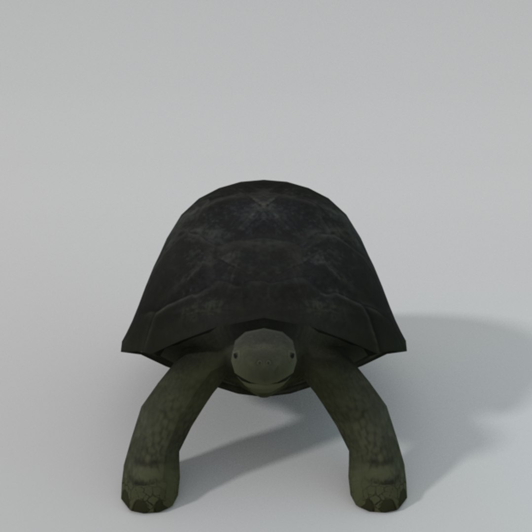 Tortoise 3D Model - TurboSquid 1318864