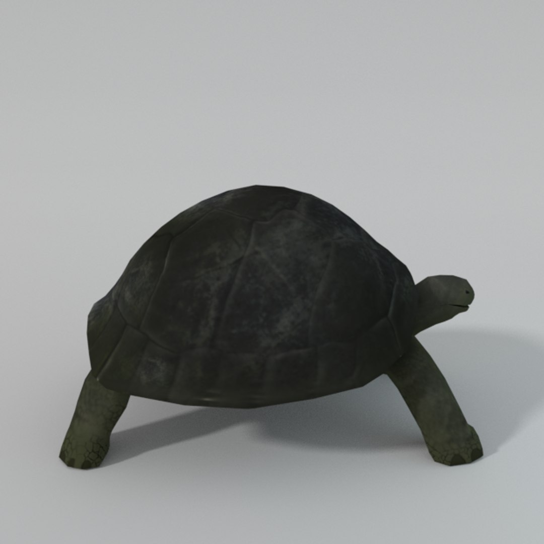 Tortoise 3D Model - TurboSquid 1318864