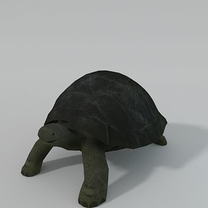 Tortoise STL Models for Download | TurboSquid