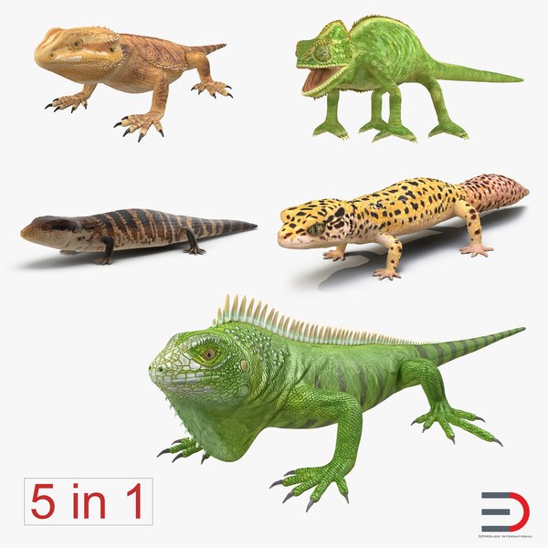3D lizards 2 model - TurboSquid 1199571