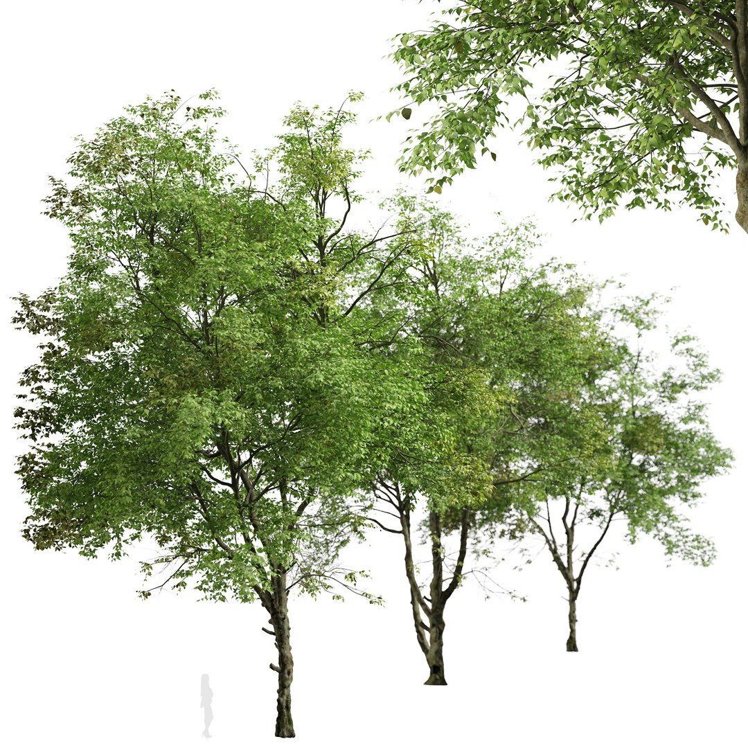 3D Set Of Chinese Ash Or Fraxinus Chinensis Tree - 2 Trees - TurboSquid ...