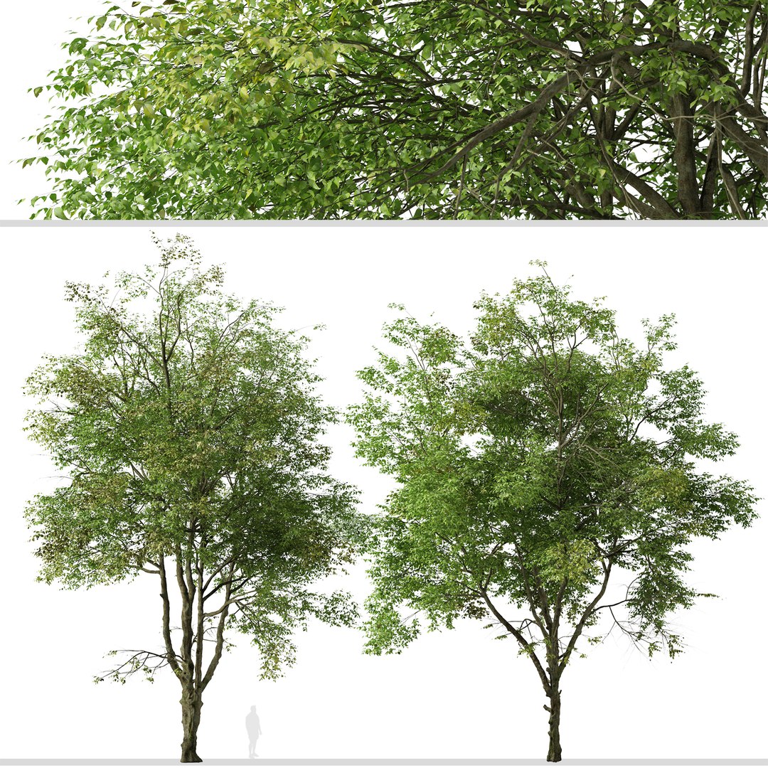3D Set Of Chinese Ash Or Fraxinus Chinensis Tree - 2 Trees - TurboSquid ...