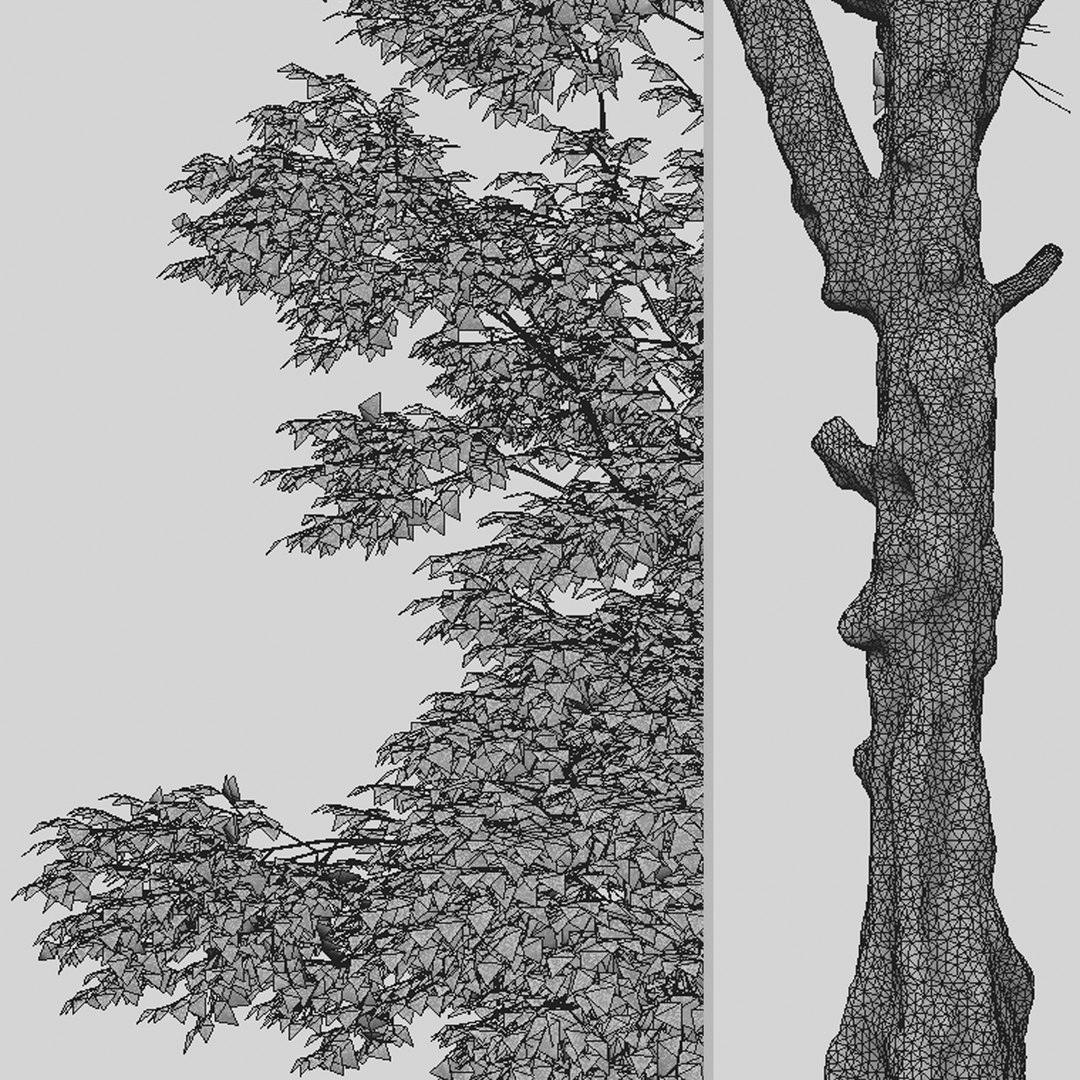 3D Set Of Chinese Ash Or Fraxinus Chinensis Tree - 2 Trees - TurboSquid ...