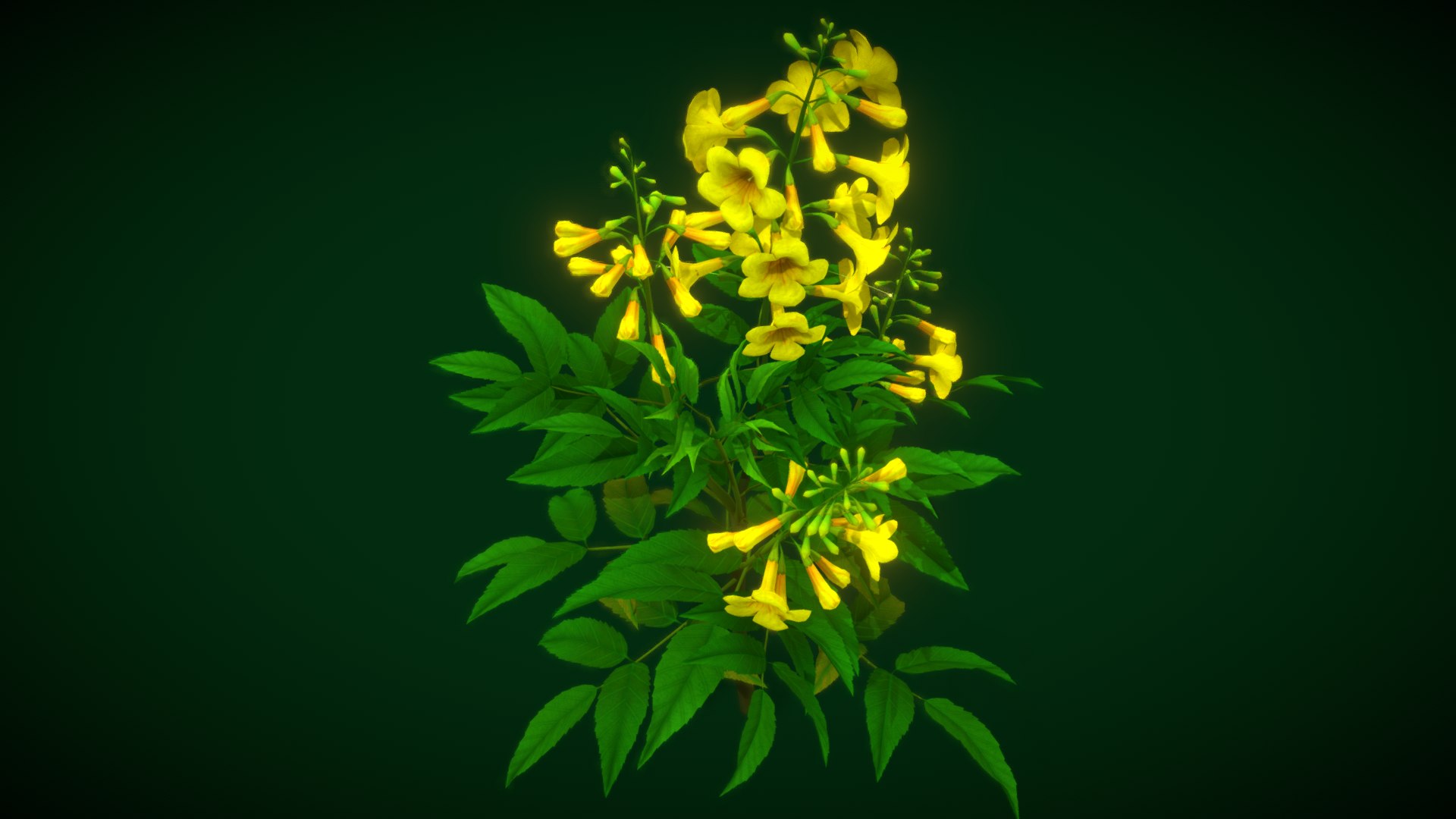 3D Flower Bahamas Model - TurboSquid 2131605