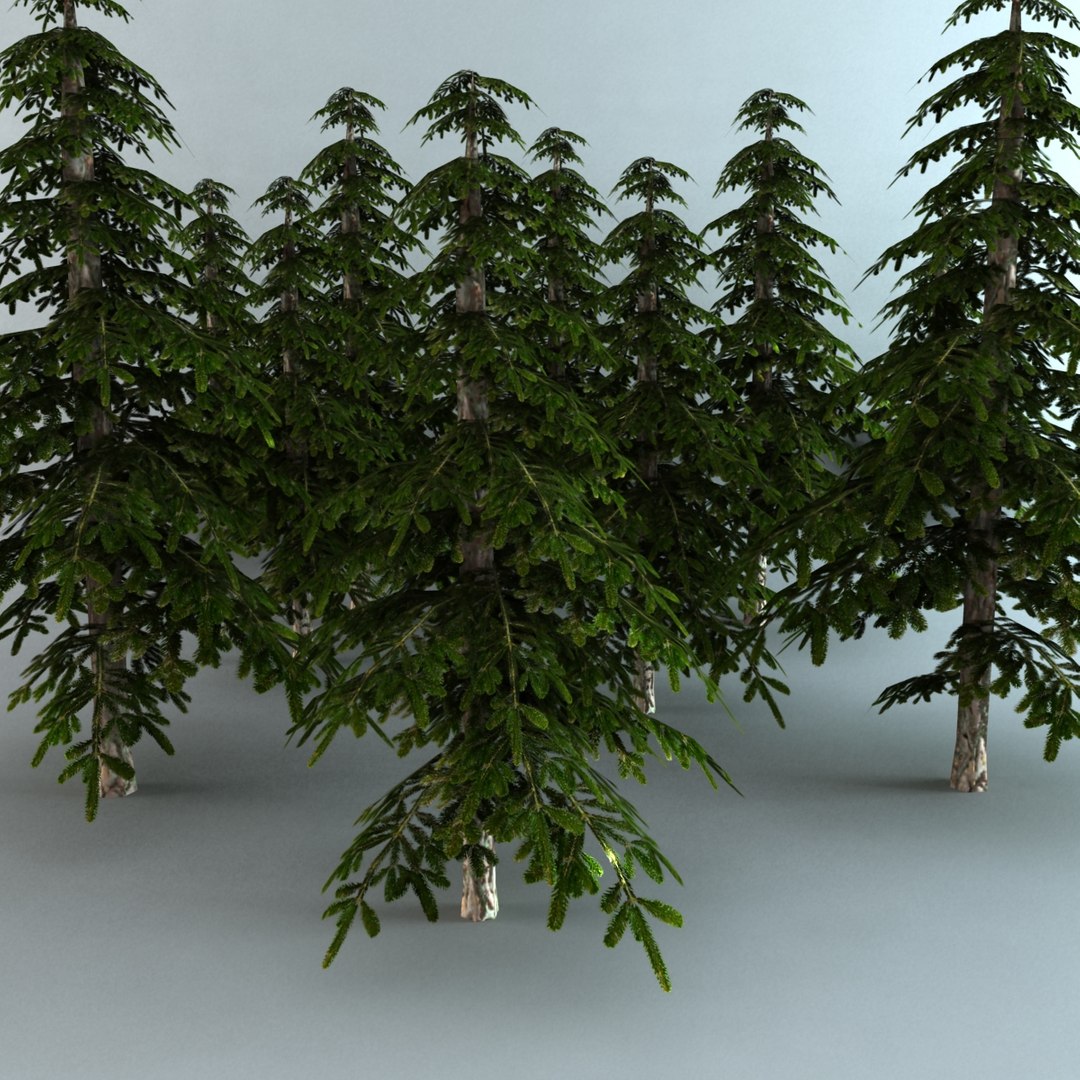 Pine Tree 3d Max