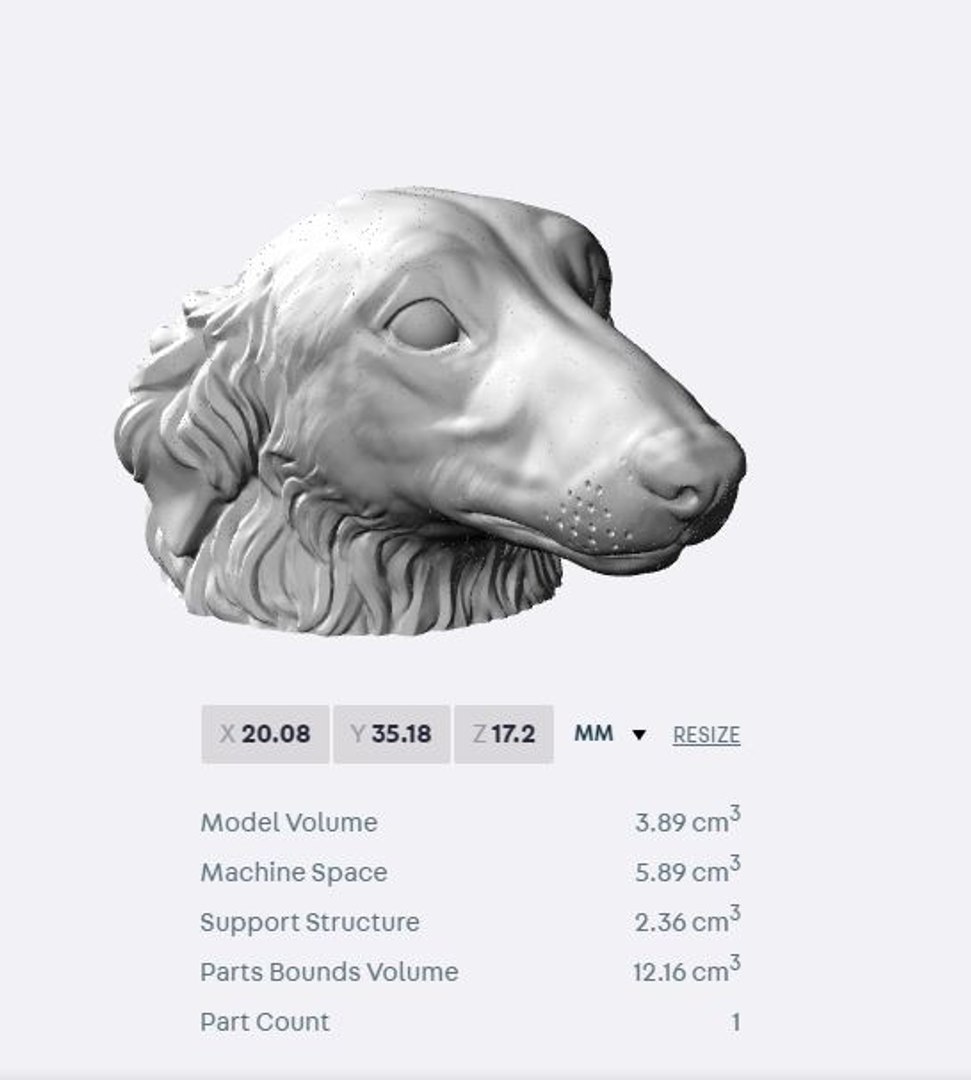 3D Borzoi Dog Head model - TurboSquid 2181228
