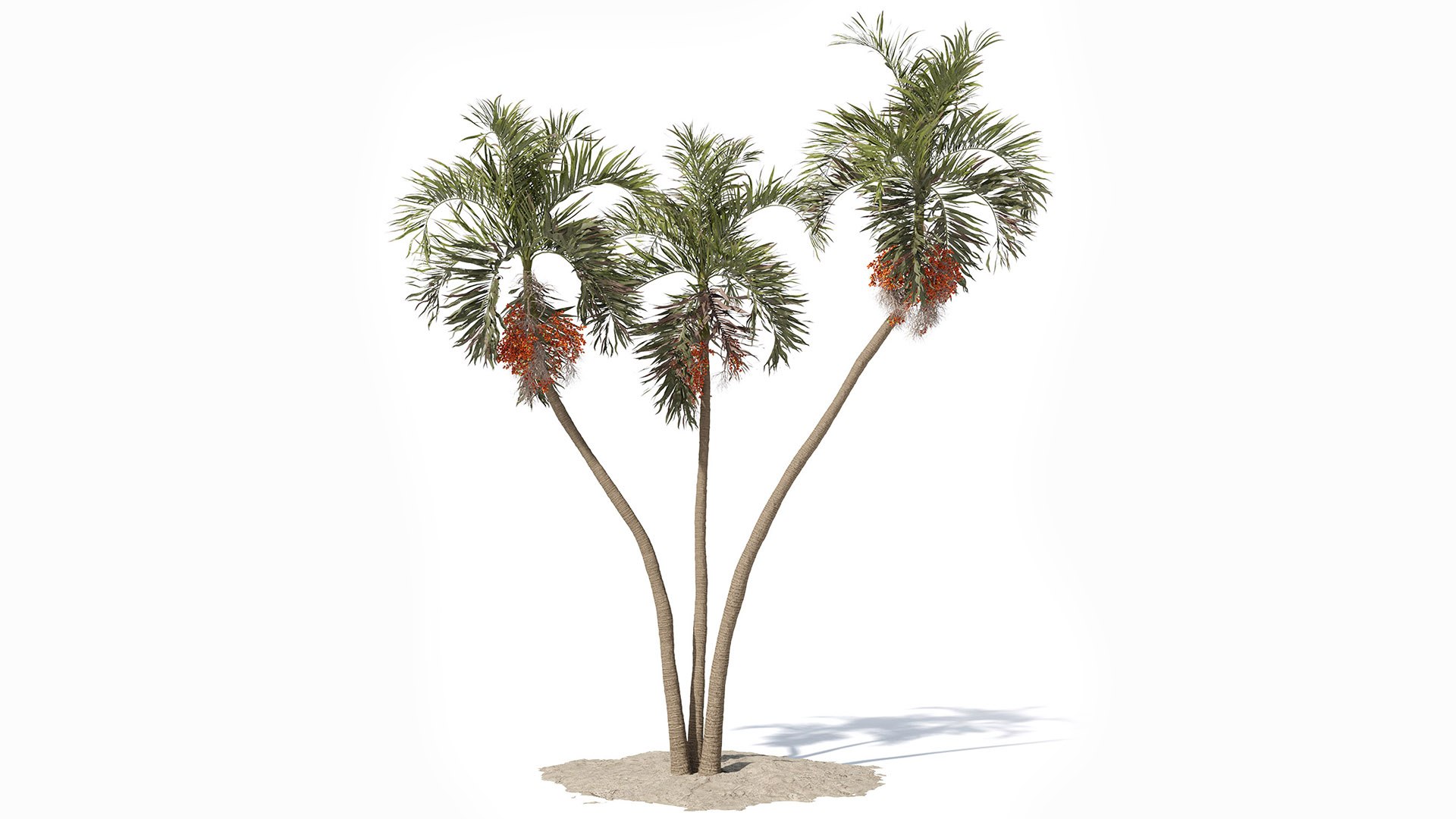 Adonidia Merrillii Palm Tree 3D Model - TurboSquid 2172030