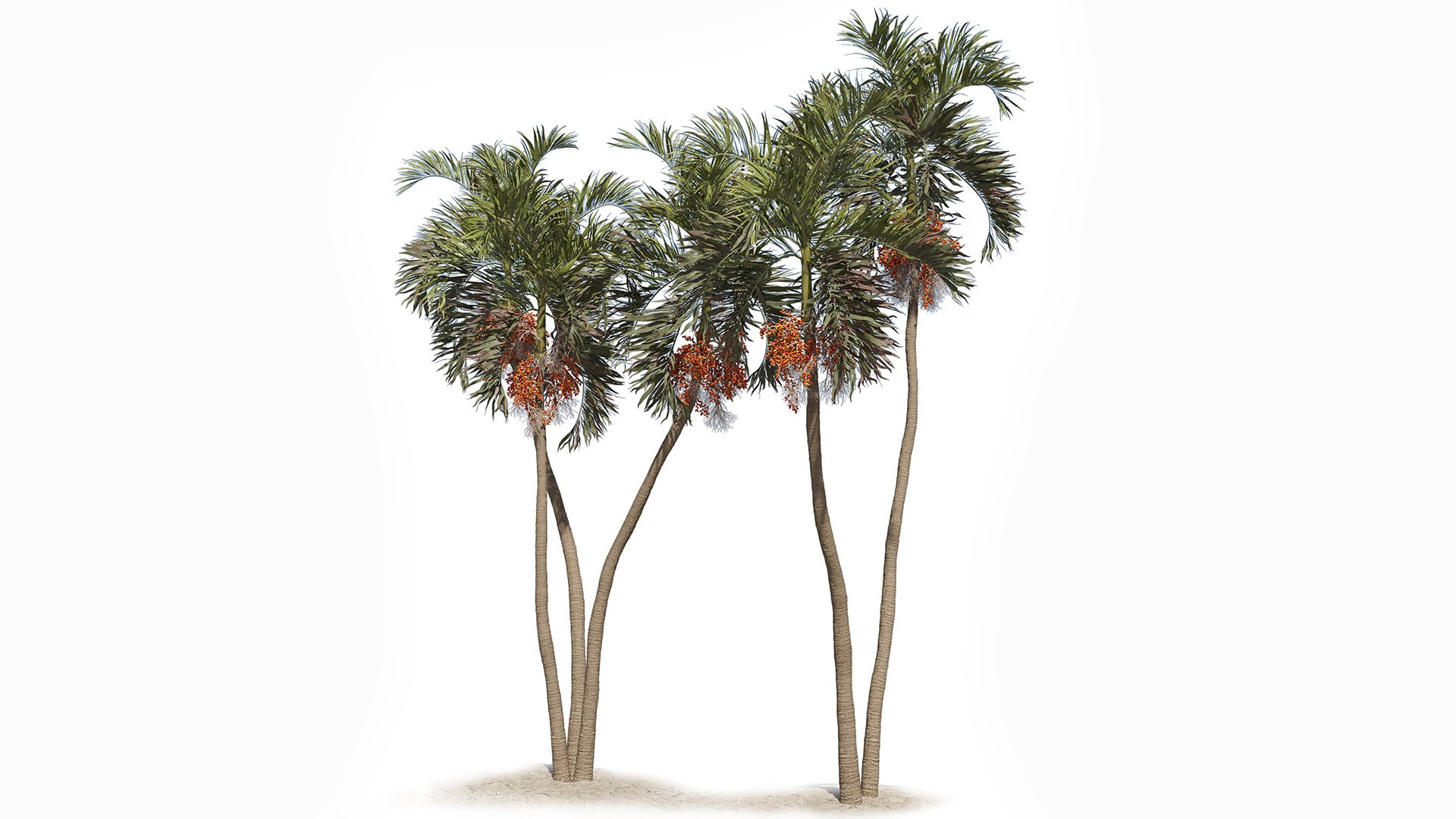 Adonidia Merrillii Palm Tree 3D Model - TurboSquid 2172030