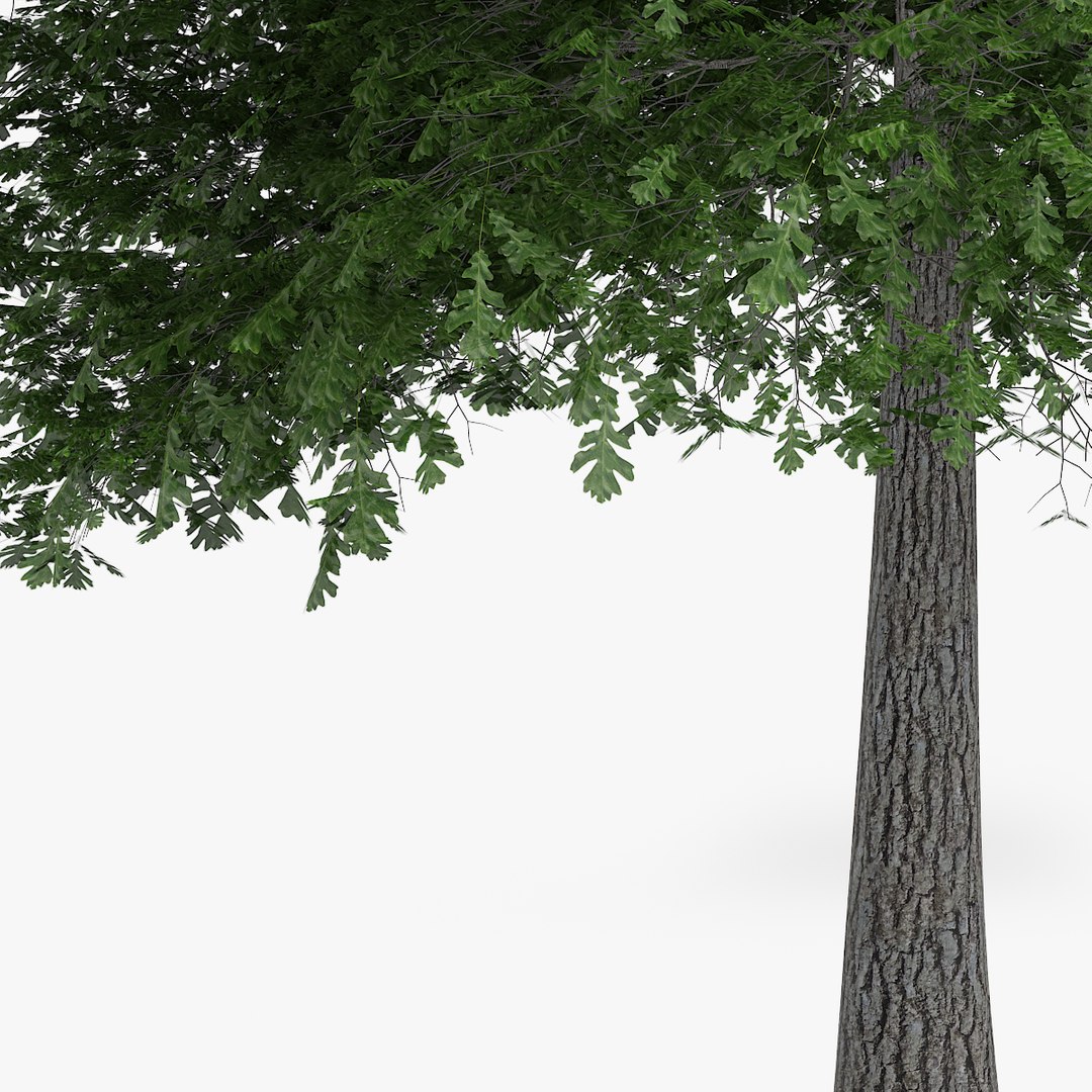 3d Model Austrian Oak Trees 5