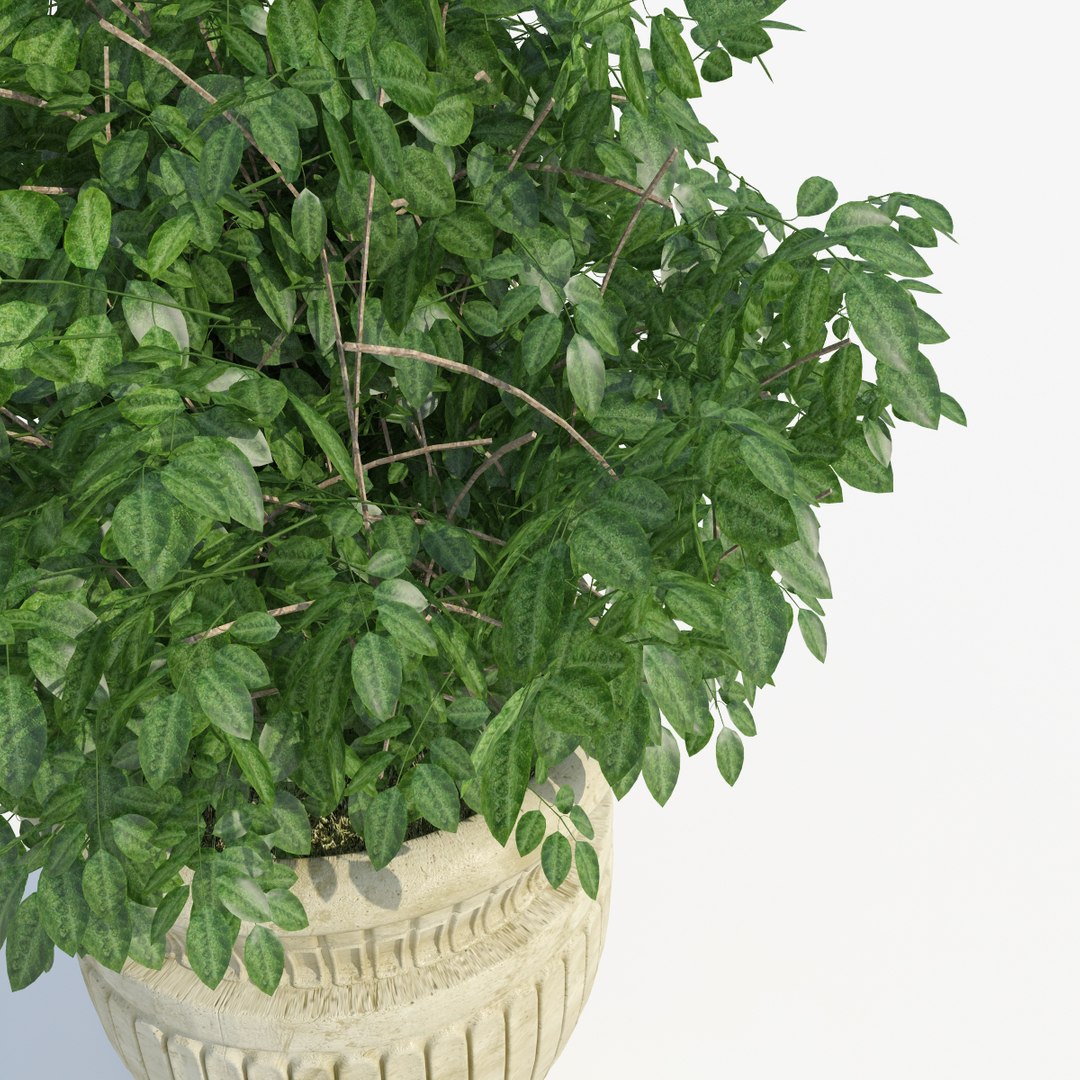 3d Traditional Entrance Plant