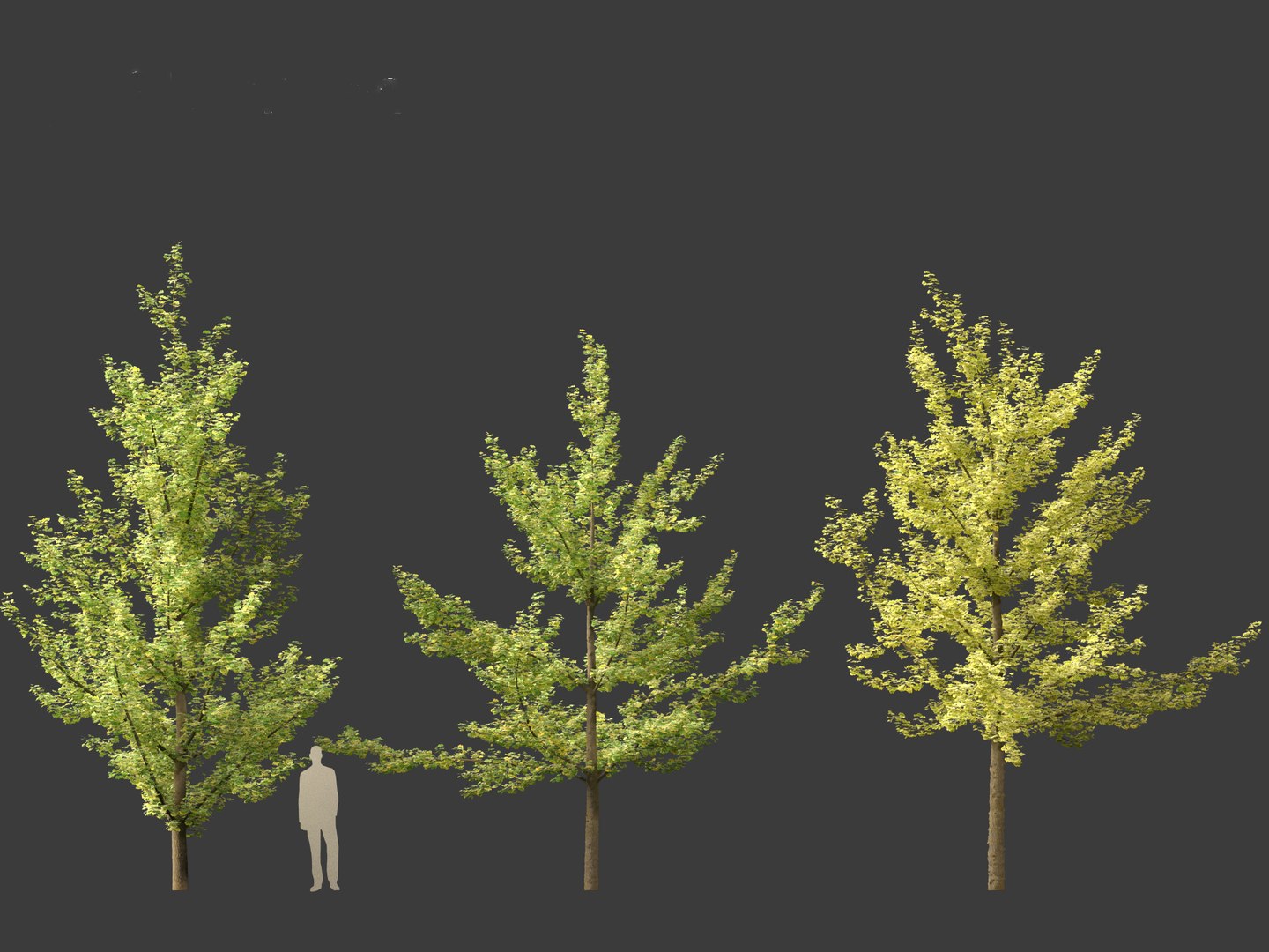 Ginkgo Biloba - Maidenhair Tree 02 3D model - TurboSquid 2150060