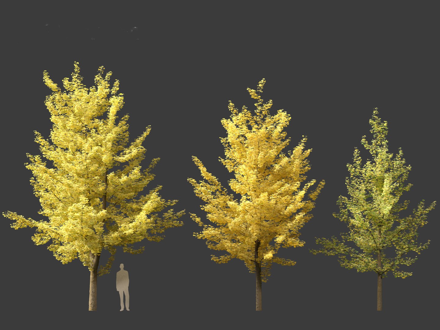 Ginkgo Biloba - Maidenhair Tree 02 3D model - TurboSquid 2150060