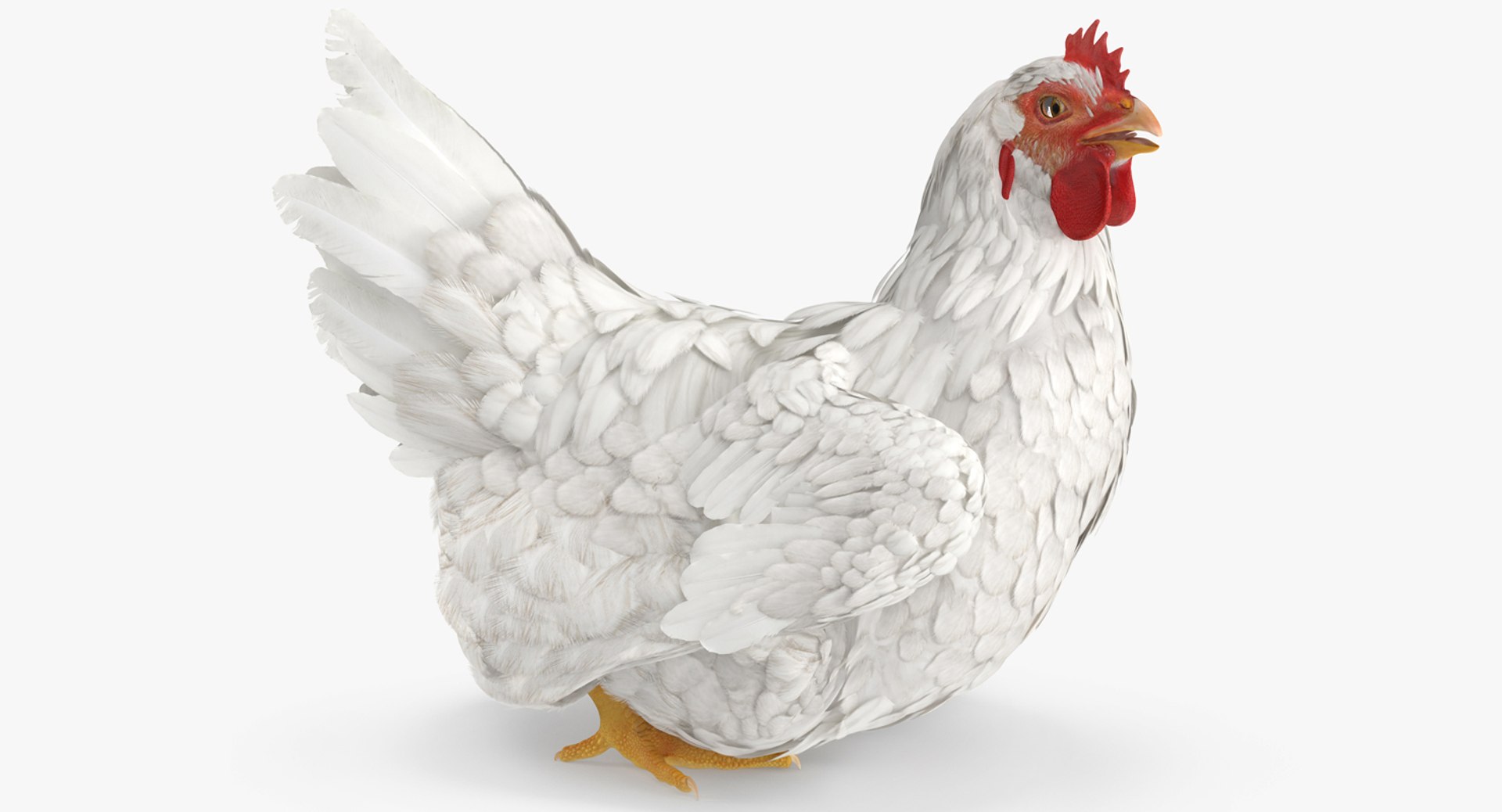 3D White Chicken Sitting Pose Model - TurboSquid 1158193