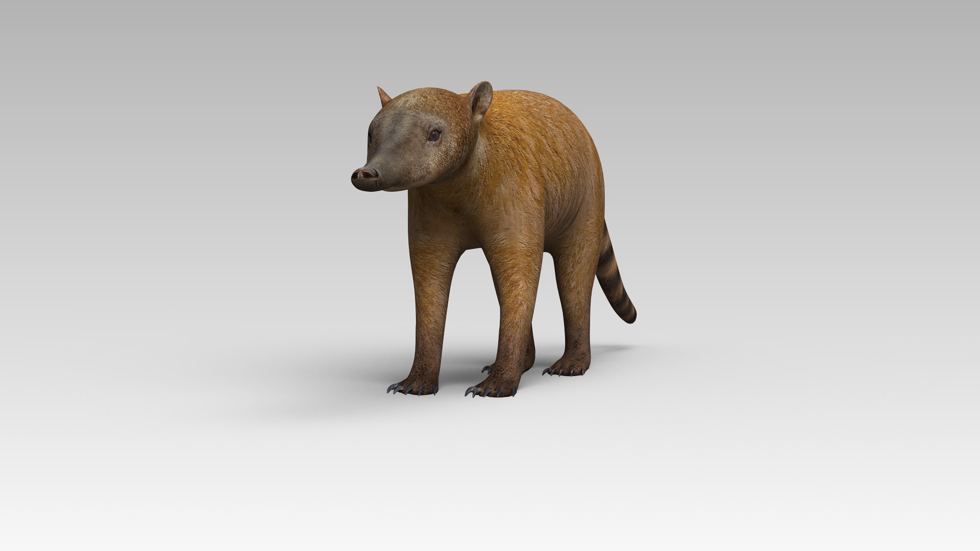 3D Nasua - TurboSquid 2156355