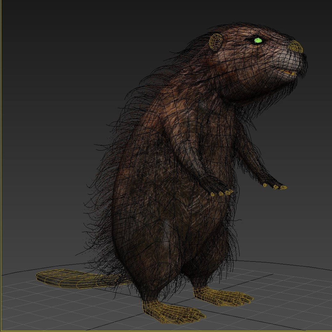 3d Model Beaver