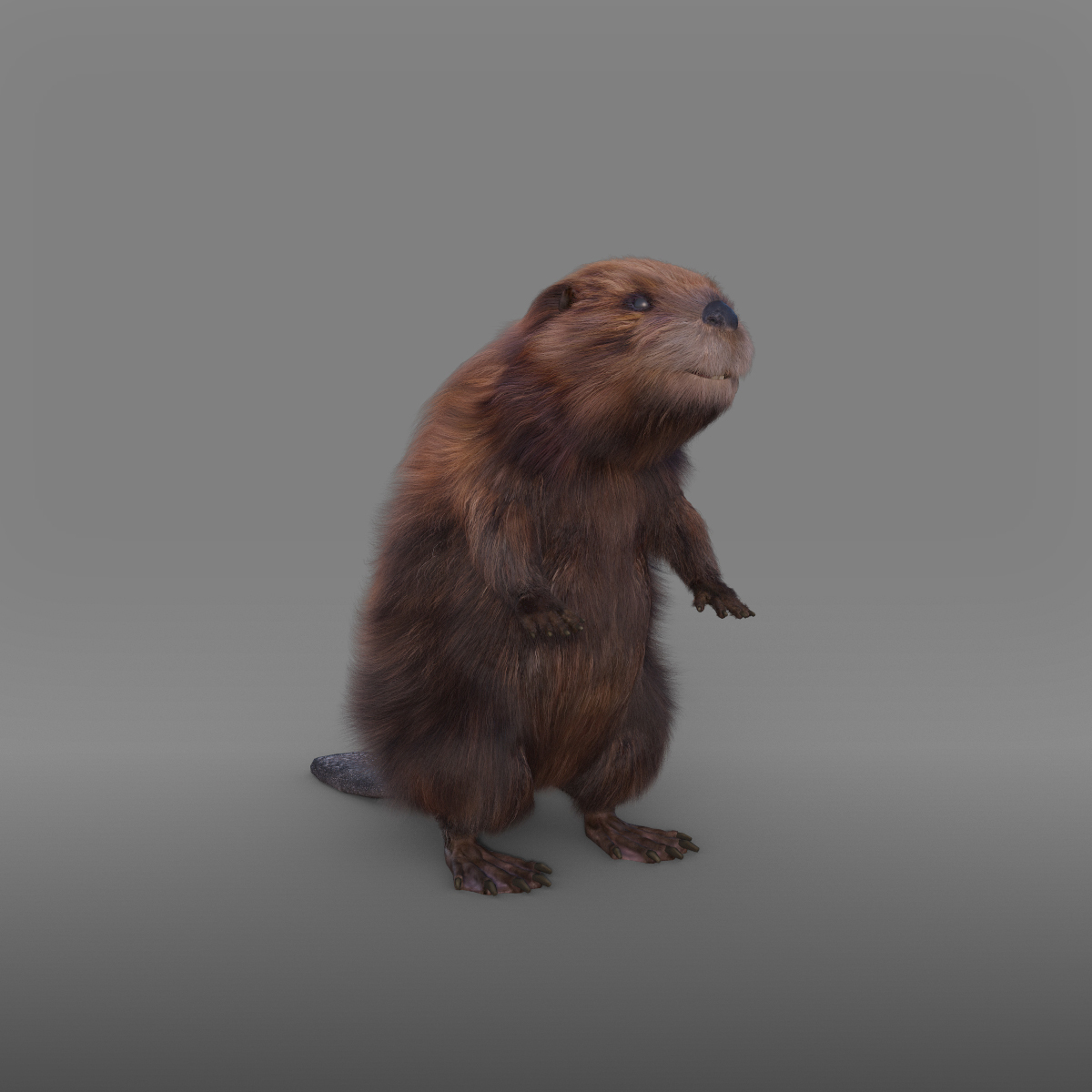 3d model beaver