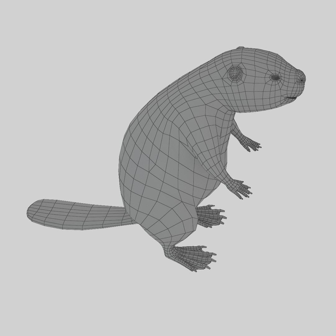 3d Model Beaver