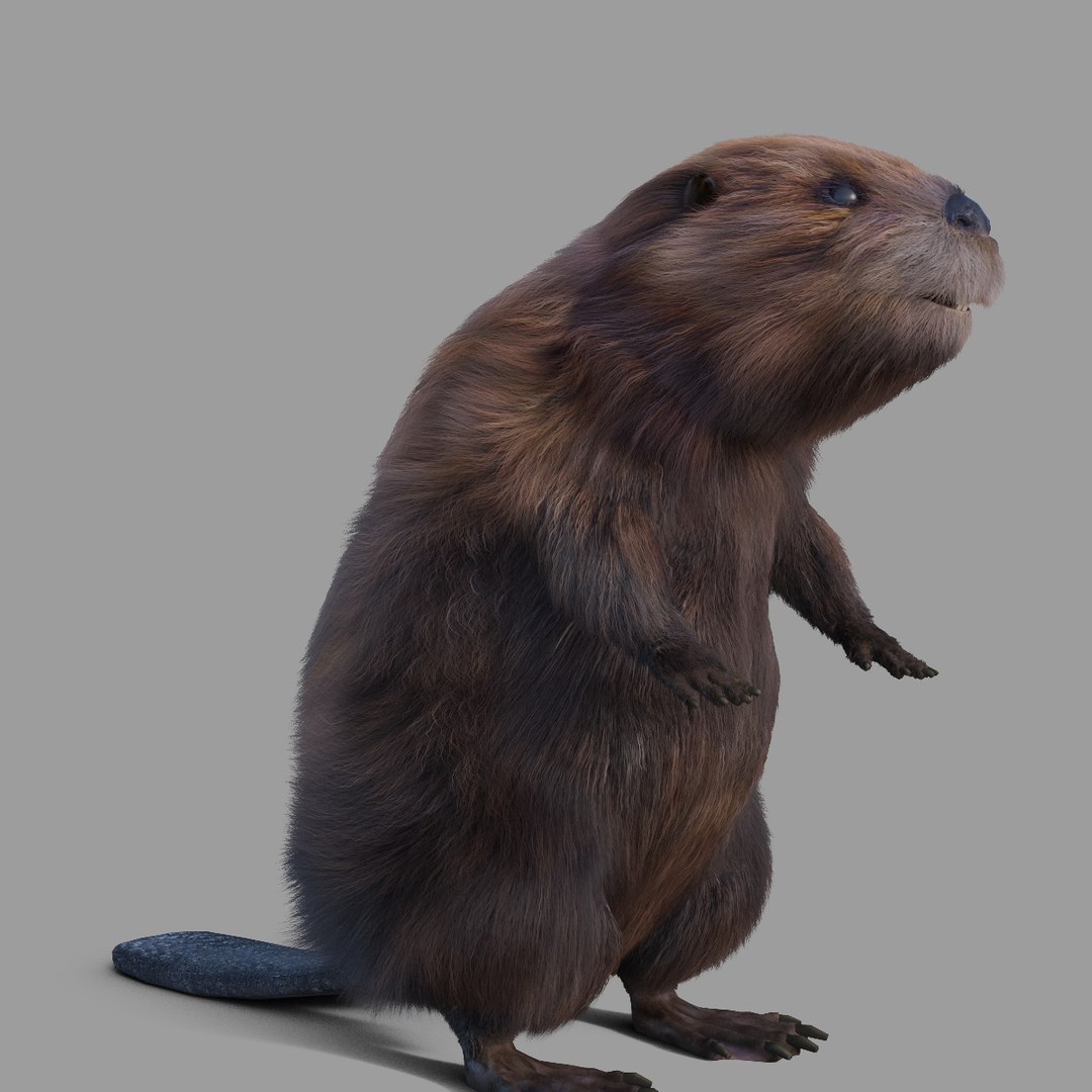3d Model Beaver