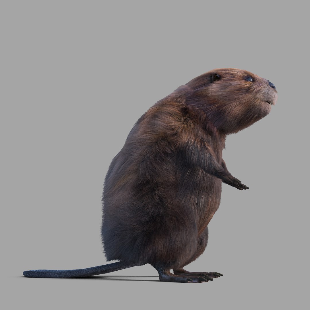 3d Model Beaver