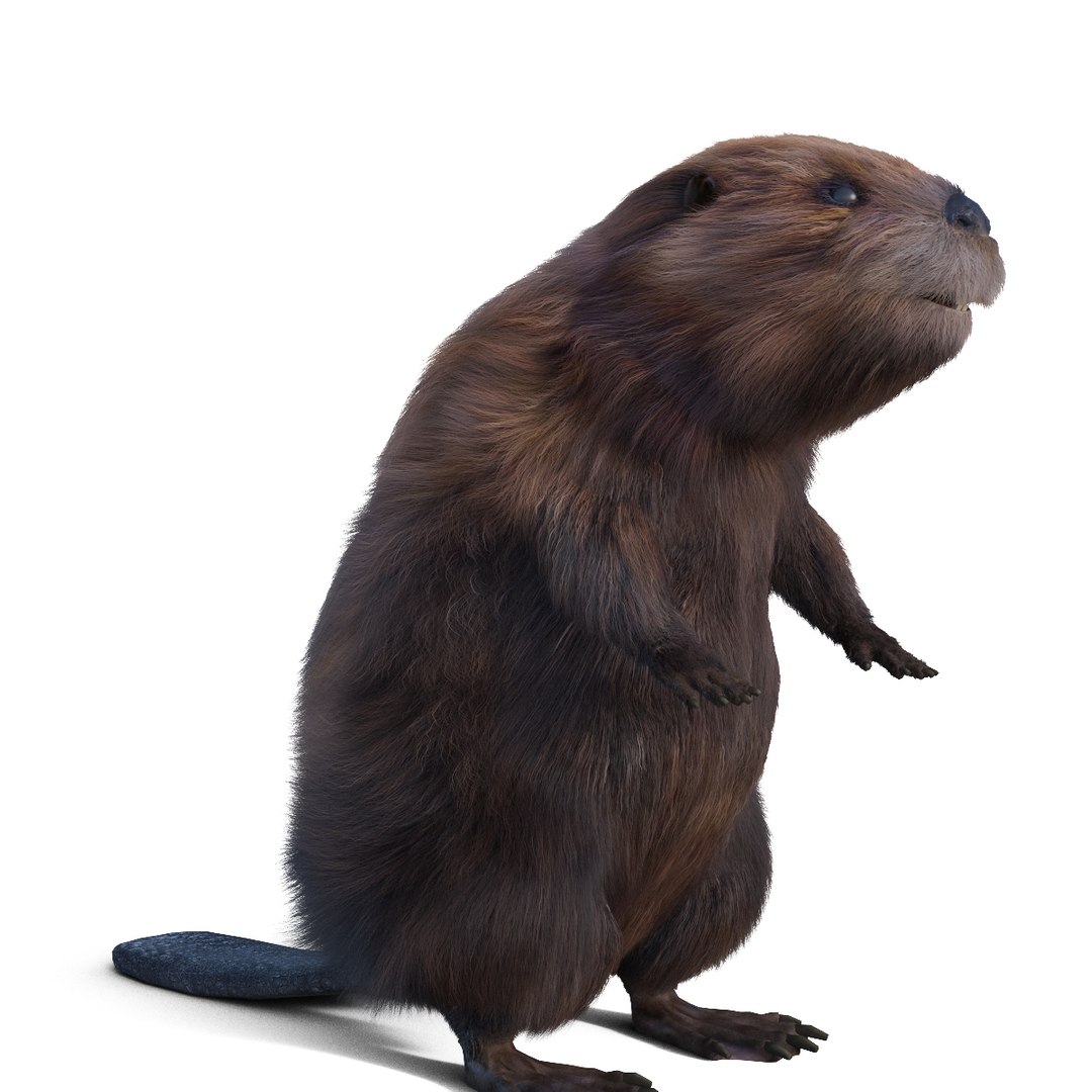 3d Model Beaver