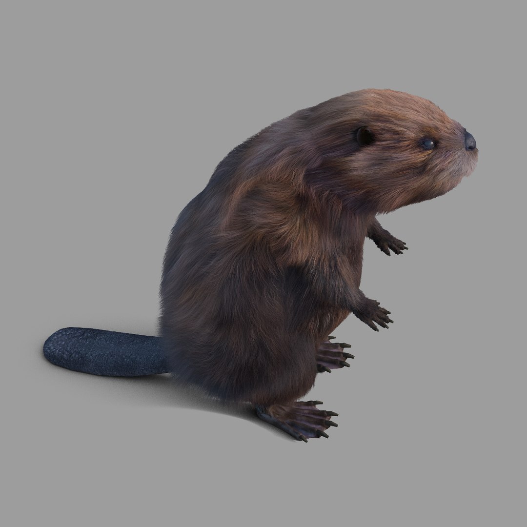 3d Model Beaver