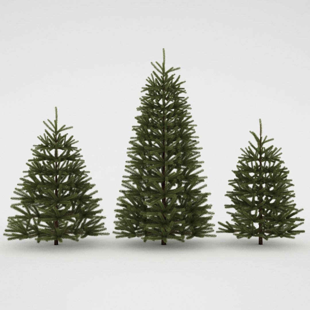 photorealistic fir-tree 3d max